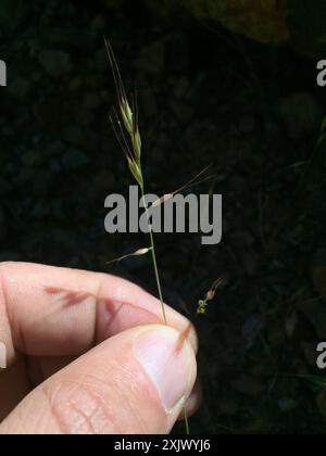 small fescue (Festuca microstachys) Plantae Stock Photo - Alamy