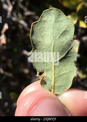 island scrub oak (Quercus pacifica) Plantae Stock Photo - Alamy