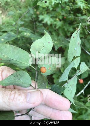 Dwarf Hackberry (Celtis tenuifolia) Plantae Stock Photo - Alamy