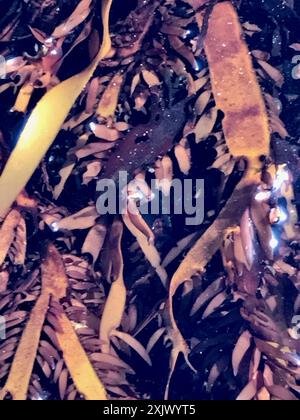 (Prionitis lanceolata) Plantae Stock Photo - Alamy