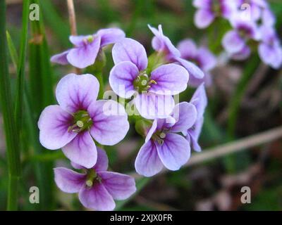 Purple Bitter-cress (Cardamine purpurea) Plantae Stock Photo - Alamy