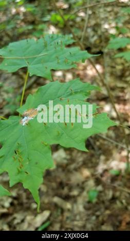 Maple Spindle Gall Mite (Vasates aceriscrumena) Arachnida Stock Photo ...