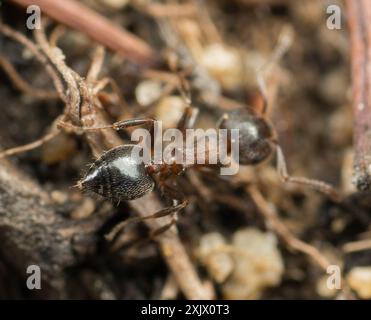 Acrobat Ants and Cocktail Ants (Crematogaster) Insecta Stock Photo - Alamy