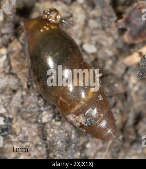 Glossy Pillar (Cochlicopa lubrica) Mollusca Stock Photo - Alamy