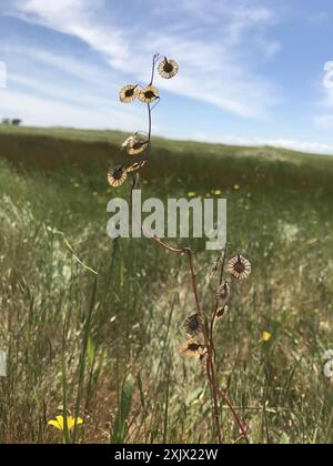 Ribbed Fringepod (Thysanocarpus radians) Plantae Stock Photo - Alamy