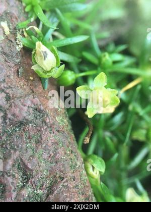 Procumbent Pearlwort (Sagina procumbens) Plantae Stock Photo - Alamy