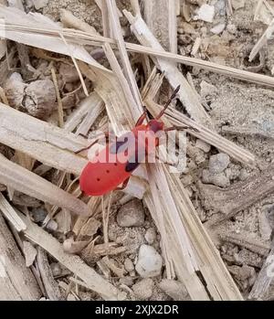 Mediterranean red bug (Scantius aegyptius) Insecta Stock Photo - Alamy