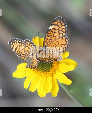 Tiny Checkerspot (Dymasia dymas) Insecta Stock Photo - Alamy