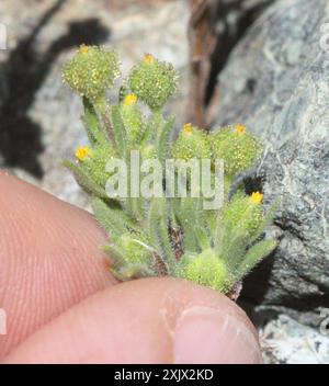 small tarweed (Madia exigua), Plantae, Gigling Rd, Marina, CA, US, A ...