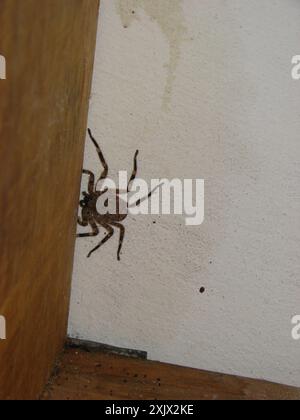 Flatties (Selenopidae) Arachnida Stock Photo - Alamy