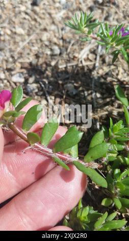 Paraguayan Purslane (Portulaca amilis) Plantae Stock Photo - Alamy