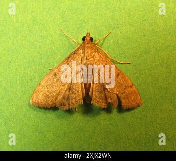 Dusky Herpetogramma Moth (Herpetogramma phaeopteralis) Insecta Stock ...