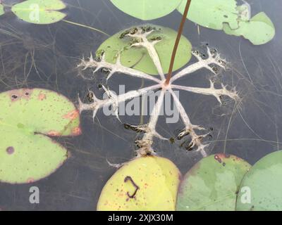 swollen bladderwort (Utricularia inflata) Plantae Stock Photo - Alamy