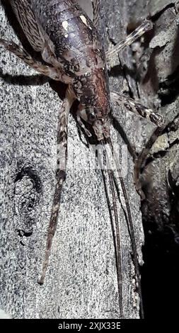 Cave Wētā (Macropathinae) Insecta Stock Photo - Alamy