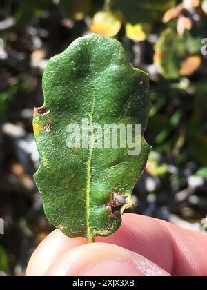island scrub oak (Quercus pacifica Stock Photo - Alamy