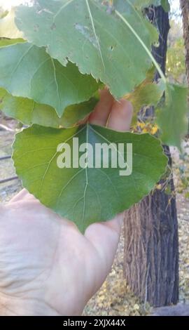Fremont Cottonwood (Populus fremontii) Plantae Stock Photo - Alamy
