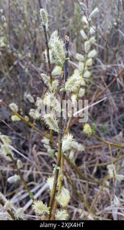 meadow willow (Salix petiolaris) Plantae Stock Photo - Alamy