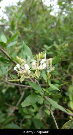 (Cadaba fruticosa) Plantae Stock Photo - Alamy