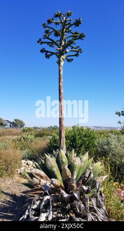Shaw's Agave (Agave shawii) Plantae Stock Photo - Alamy