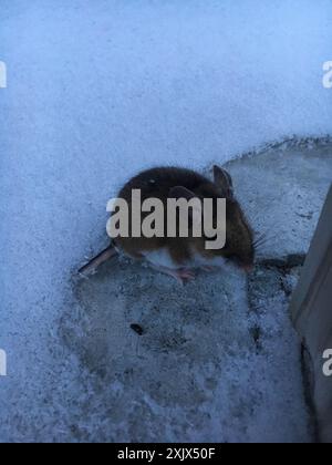 Deer Mouse (Peromyscus maniculatus) Mammalia Stock Photo - Alamy