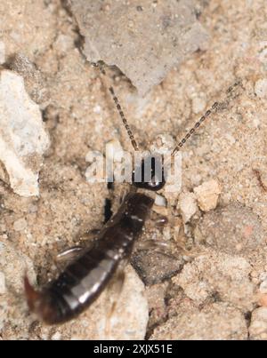 Ring-legged Earwig (Euborellia annulipes) Insecta Stock Photo - Alamy