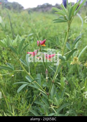 low rattlebox (Crotalaria pumila) Plantae Stock Photo - Alamy