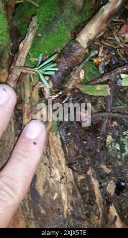 Pygmy Salamander (Desmognathus wrighti) Amphibia Stock Photo - Alamy