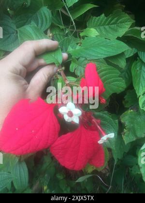 Red-leaved Mussaenda (Mussaenda erythrophylla Stock Photo - Alamy