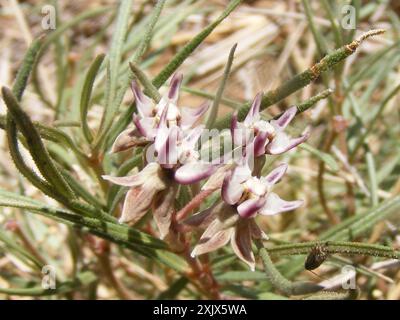 common meadow-star (Asclepias stellifera) Plantae Stock Photo - Alamy