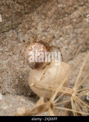 Typical Cobweb Spiders (Theridion) Arachnida Stock Photo - Alamy