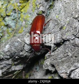 Pole Borer (Neandra brunnea) Insecta Stock Photo - Alamy