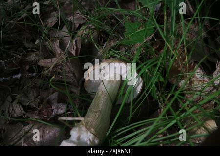 noble bolete (Boletus nobilis) Fungi Stock Photo - Alamy