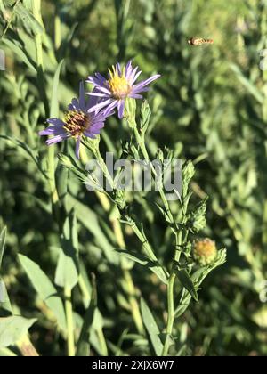 smooth blue aster (Symphyotrichum laeve) Plantae Stock Photo - Alamy