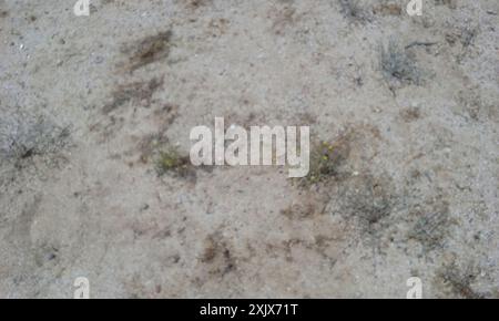 (Lessingia glandulifera peirsonii) Plantae Stock Photo - Alamy