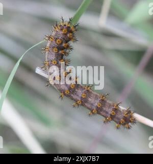 Hualapai Buckmoth (Hemileuca hualapai) Insecta Stock Photo - Alamy