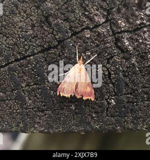 Mint-loving Pyrausta Moth (Pyrausta acrionalis Stock Photo - Alamy