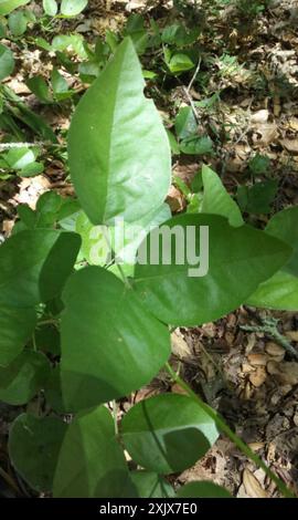 forest scurfpea (Rupertia physodes) Plantae Stock Photo - Alamy