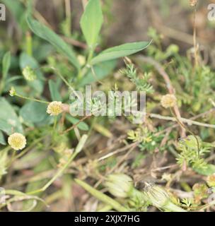 Common Cotula (Cotula australis) Plantae Stock Photo - Alamy