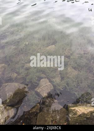 muskgrass (Chara) Plantae Stock Photo - Alamy