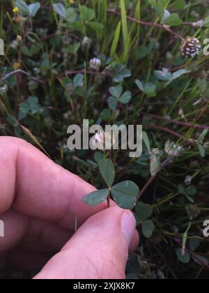 thimble clover (Trifolium microdon) Plantae Stock Photo - Alamy