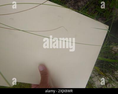 Southern Wiregrass (Aristida beyrichiana) Plantae Stock Photo - Alamy