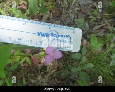 common roseling (Callisia rosea) Plantae Stock Photo - Alamy