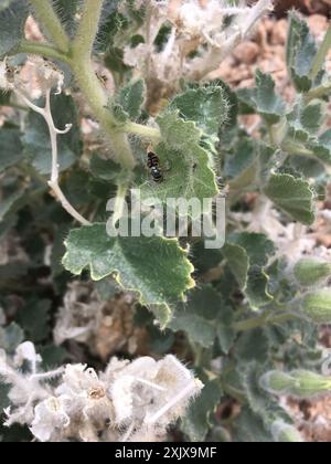Large-tailed Aphideater (Eupeodes volucris) Insecta Stock Photo - Alamy