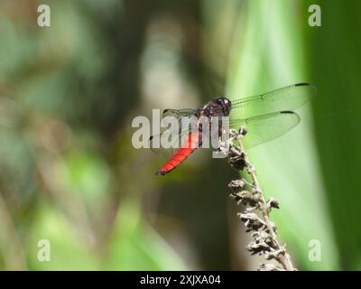 Hercules Skimmer (Libellula herculea), Insecta, Panama Stock Photo - Alamy