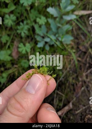 Long-leaved Thread Moss (Ptychostomum pseudotriquetrum) Plantae Stock ...