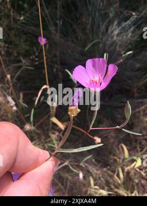 Clarkias (Clarkia) Plantae Stock Photo - Alamy