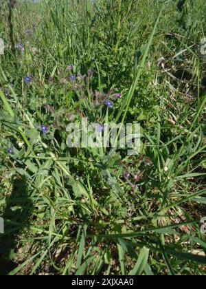 Italian Bugloss (Anchusa azurea) Plantae Stock Photo - Alamy