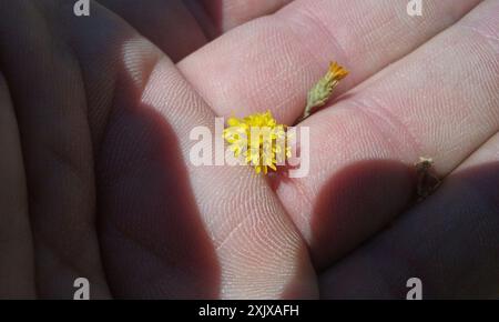 (Lessingia glandulifera peirsonii) Plantae Stock Photo - Alamy
