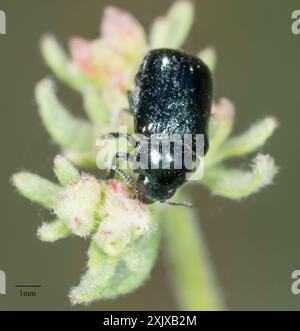 Red-shouldered Leaf Beetle (Saxinis saucia) Insecta Stock Photo - Alamy