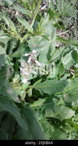 crossflower (Chorispora tenella) Plantae Stock Photo - Alamy